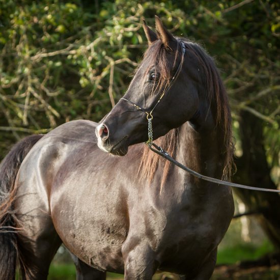Black Arabian Mare For Sale at Harry Oloughlin blog